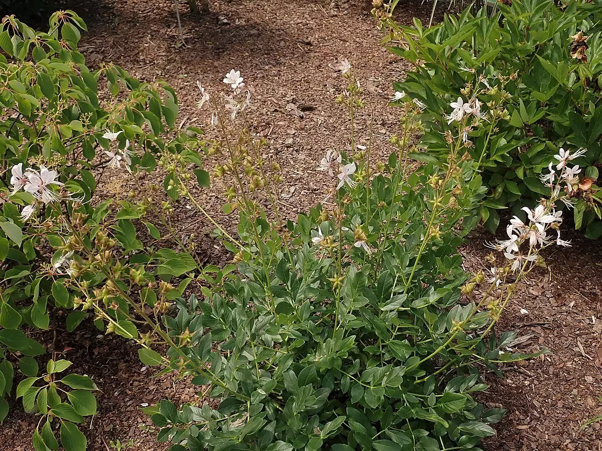 Dictamnus albus 'Albiflorus' - Flower,Herbaceous Plants,Perennial,Web ...