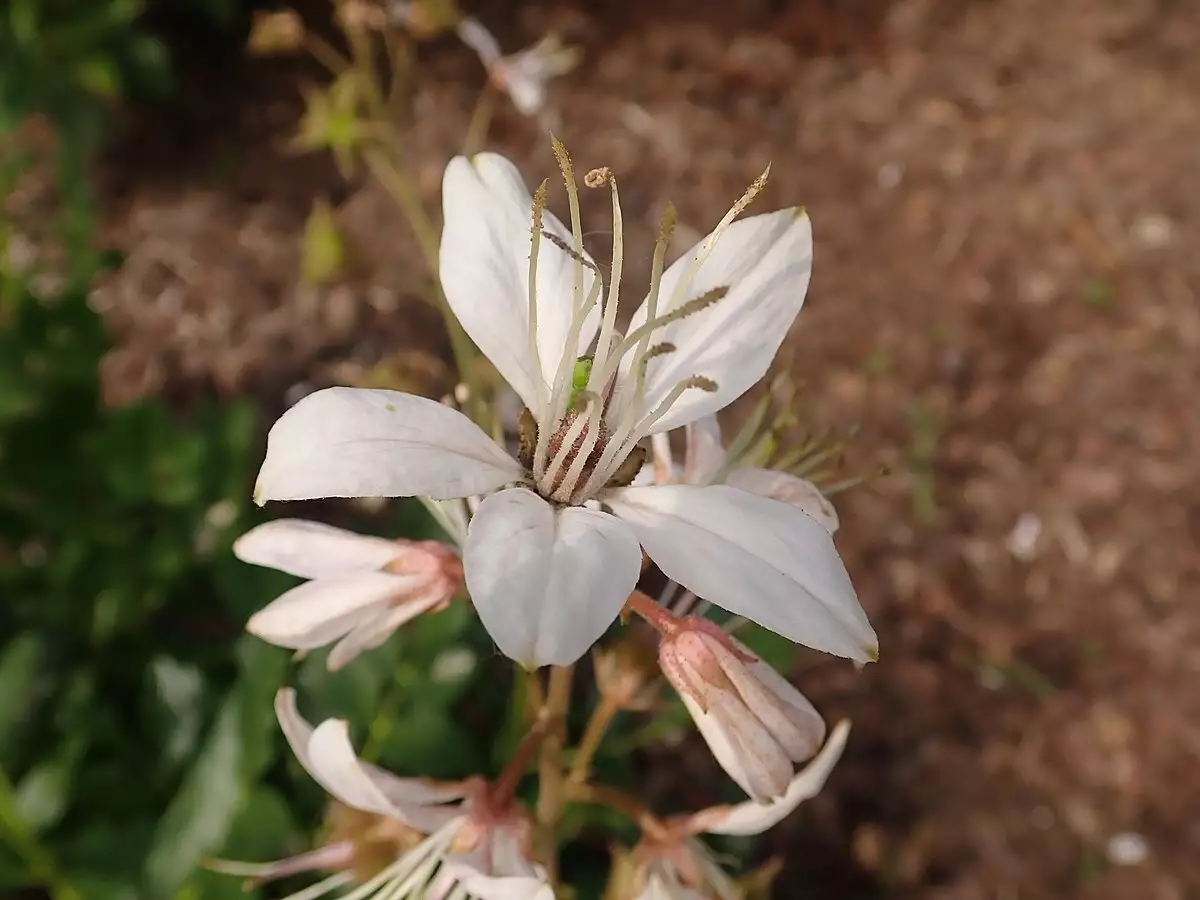Dictamnus albus 'Albiflorus' - Flower,Herbaceous Plants,Perennial,Web ...
