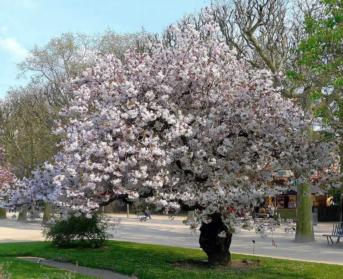 Prunus serrulata 'Spontanea' - Common Bonsai,Flowering Tree - Hill ...