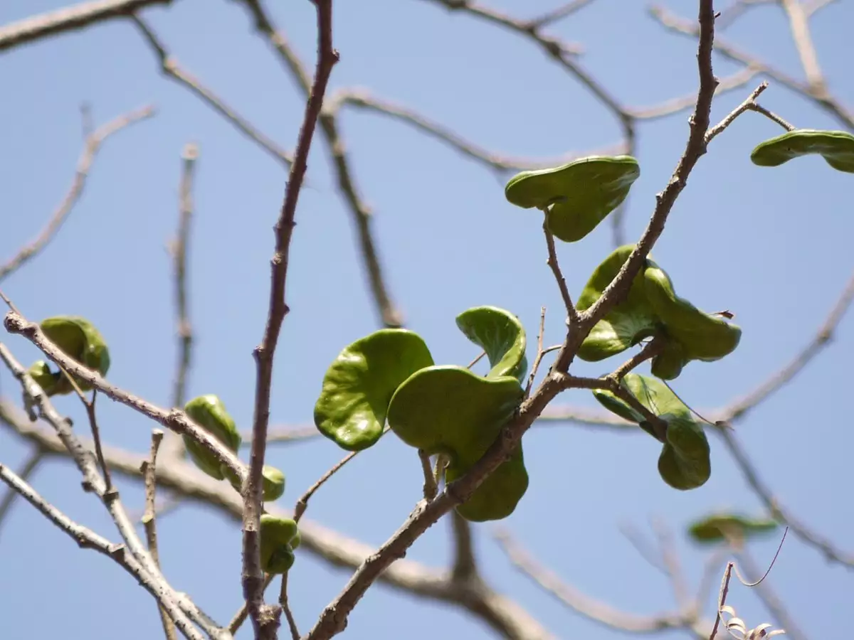 Enterolobium cyclocarpum - Shade Tree,Tree,Web page Navigation ...