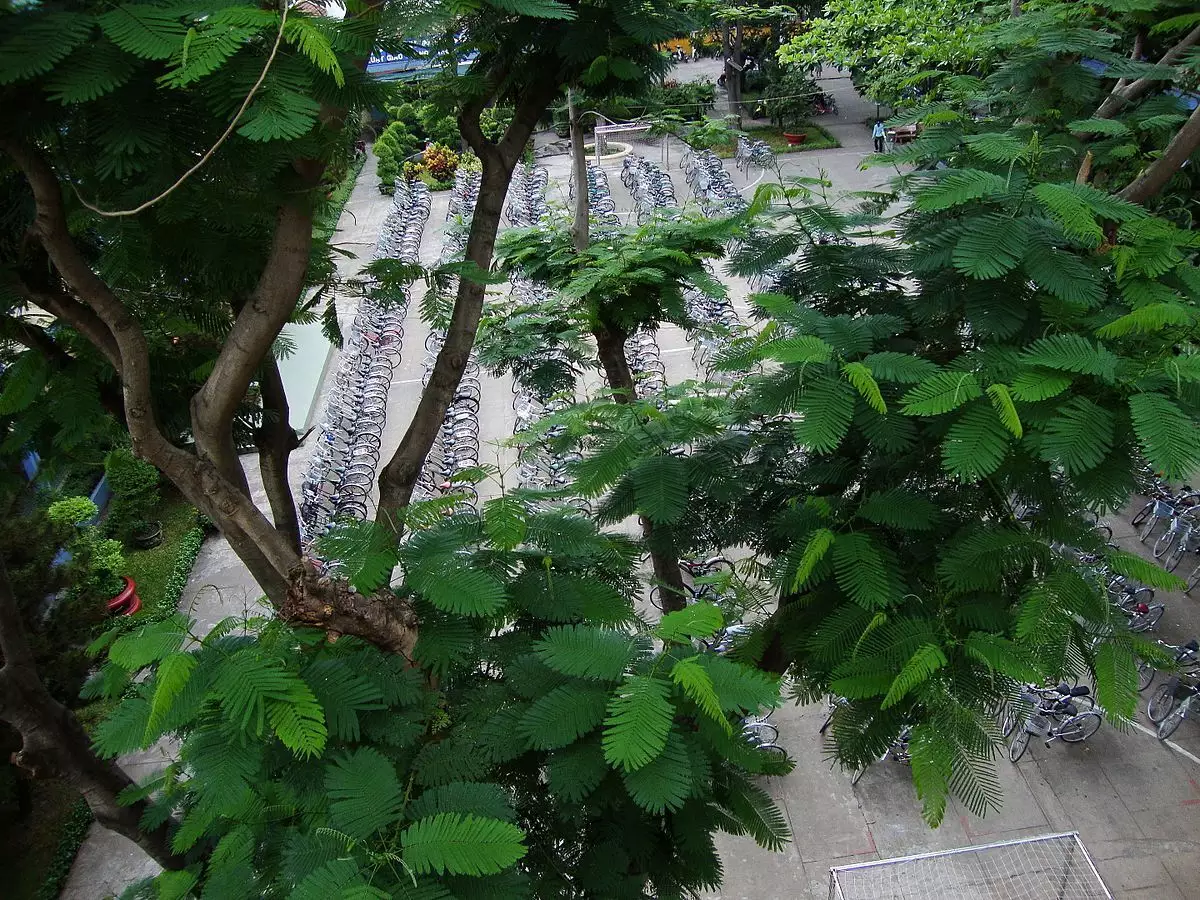 Enterolobium cyclocarpum - Shade Tree,Tree,Web page Navigation ...