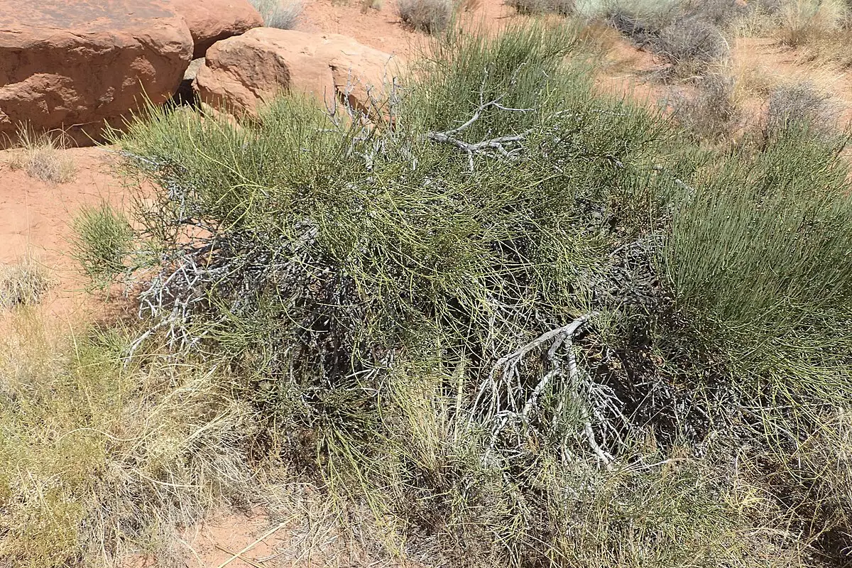 Sheffield's Seed Company