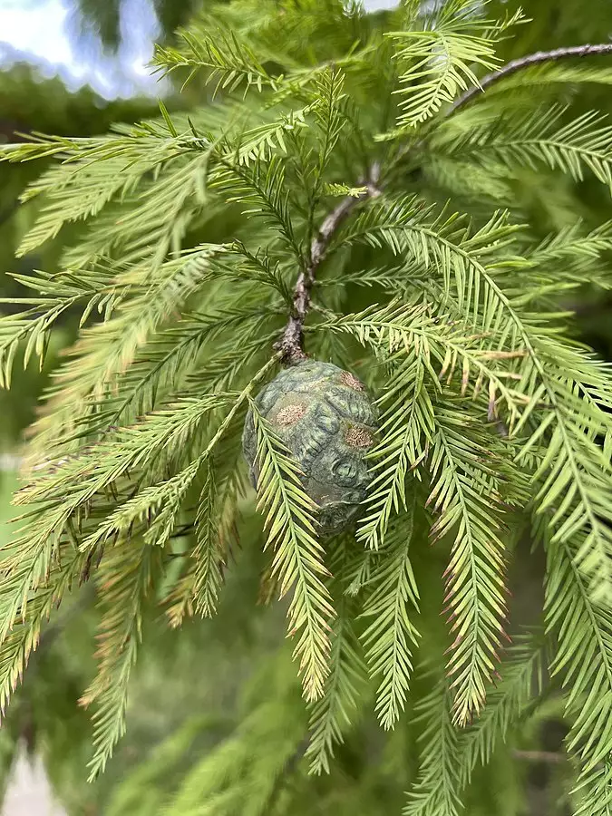 Taxodium distichum Northern - Common Bonsai,Conifer,Deciduous - Bald ...