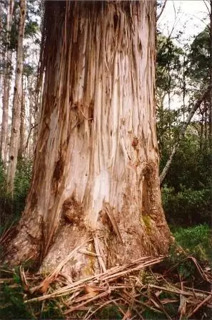 Eucalyptus nitens - Hardwood - Shining Gum