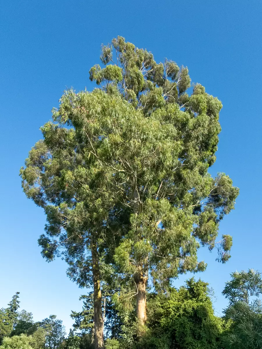Eucalyptus nitens - Hardwood - Shining Gum