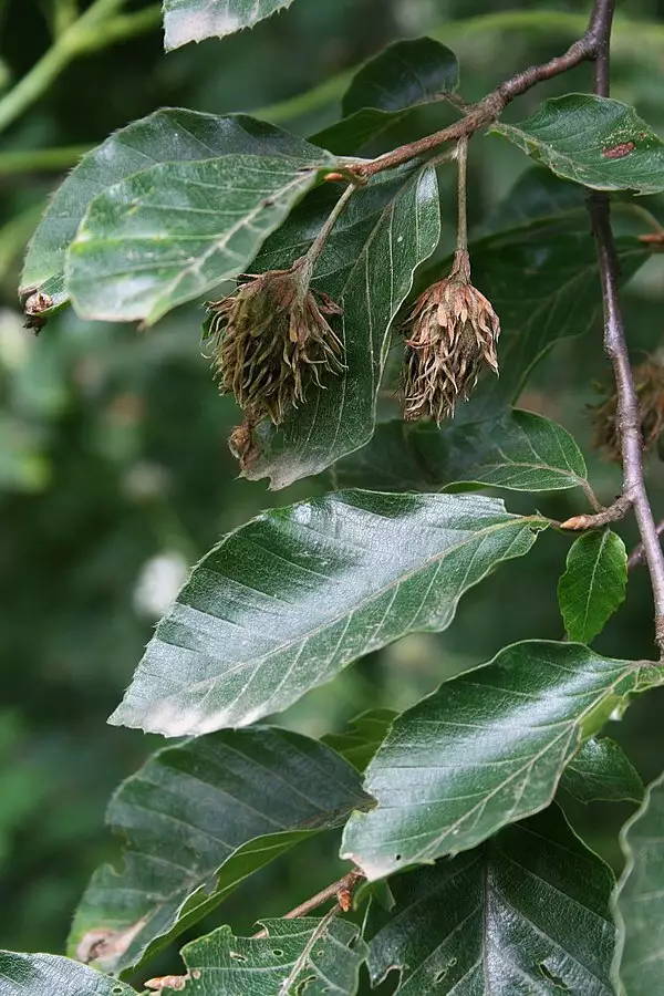 Fagus orientalis - Common Bonsai,Shade Tree - Oriental Beech