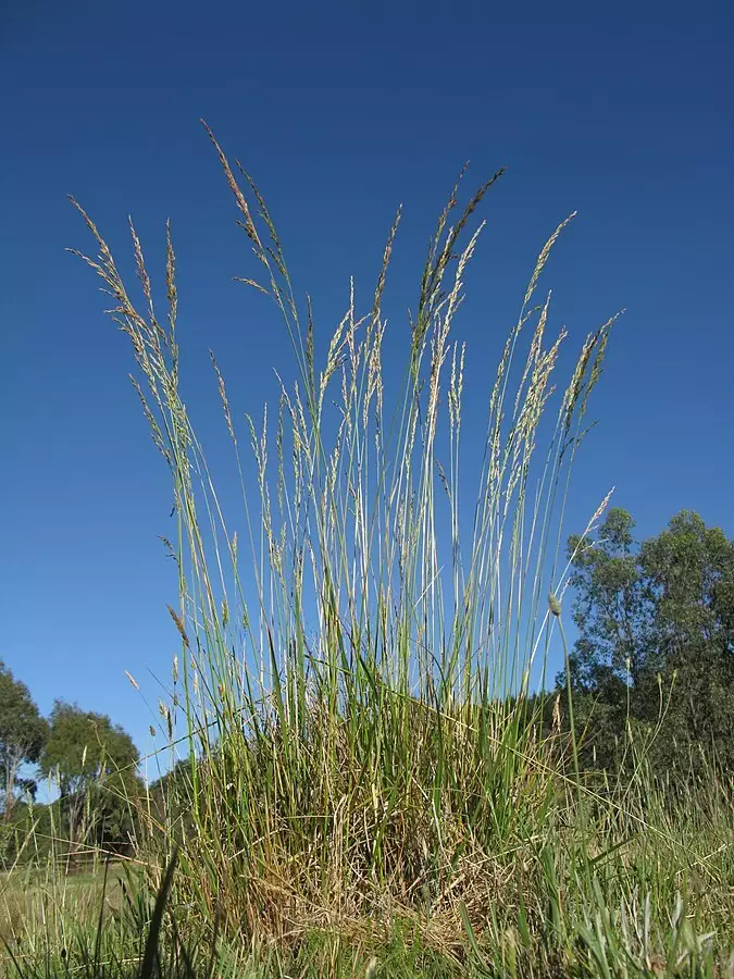 Festuca arundinacea 'Fawn' - Grass,Herbaceous Plants,Web page ...