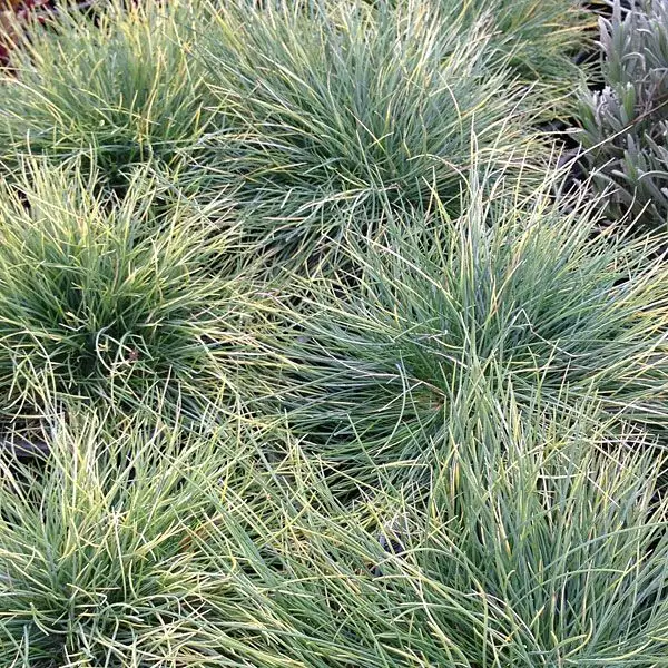 Variedades De Festuca Ornamental Festuca Glauca 'Blue Whiskers'