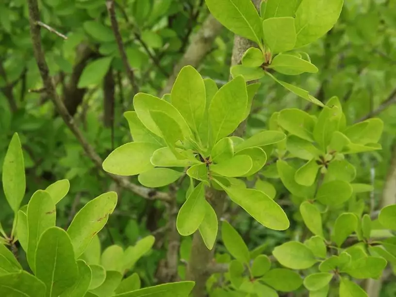 Forestiera neomexicana - Shrub - Desert Olive, New Mexican Privet, Wild ...