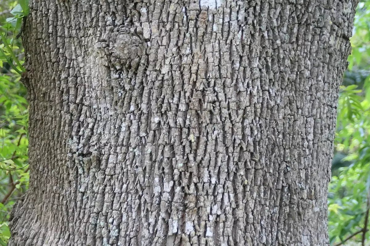 Fraxinus uhdei - Hardwood,Tree,Web page Navigation - Evergreen Ash ...