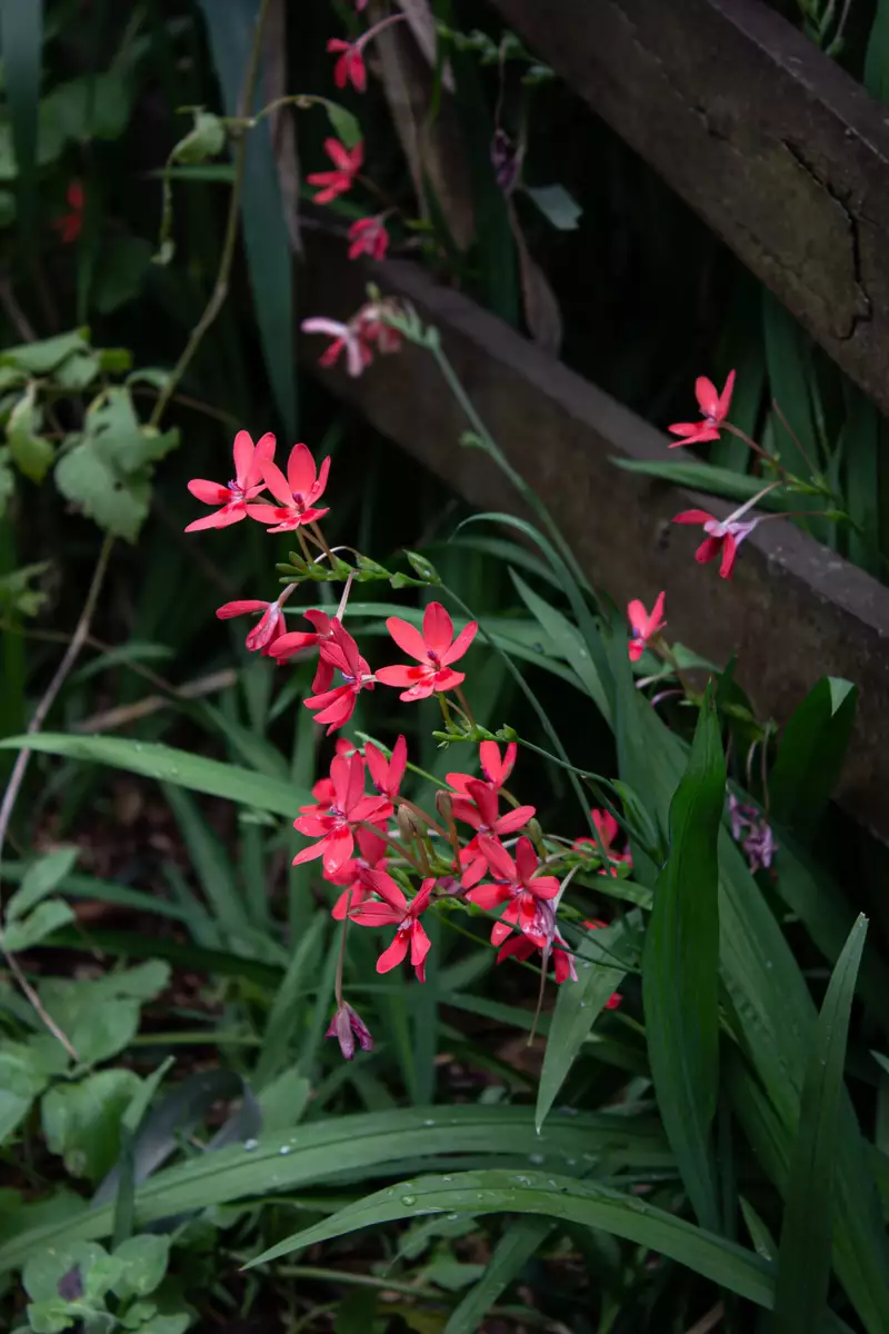 Freesia laxa - Deciduous,Tree,Web page Navigation - False Freesia ...