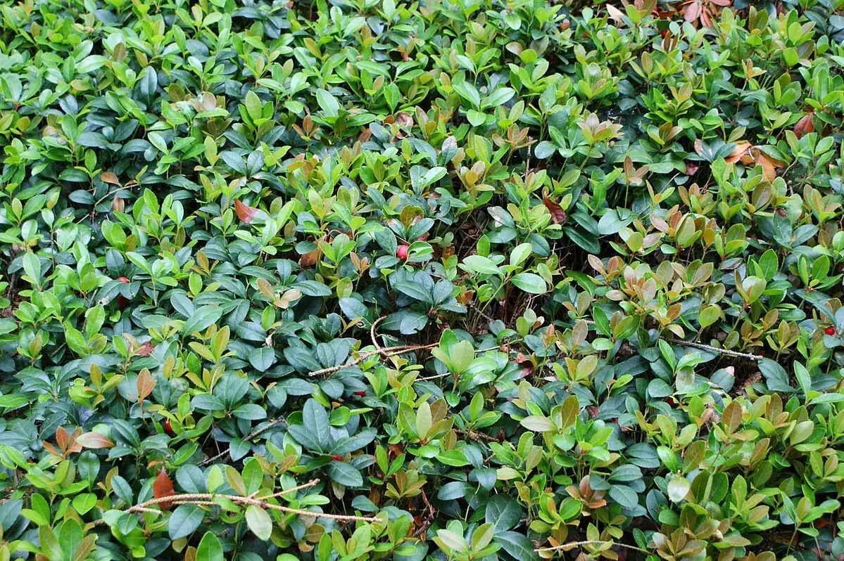 Gaultheria procumbens - Herbaceous Plants,Medicinal Herbs,Shrub ...