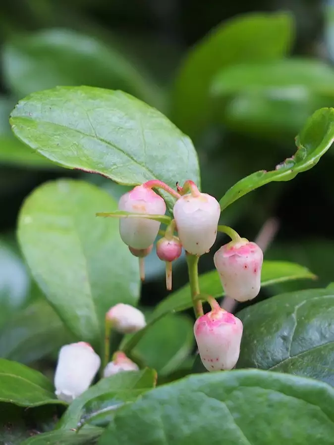 Gaultheria procumbens - Herbaceous Plants,Medicinal Herbs,Shrub ...