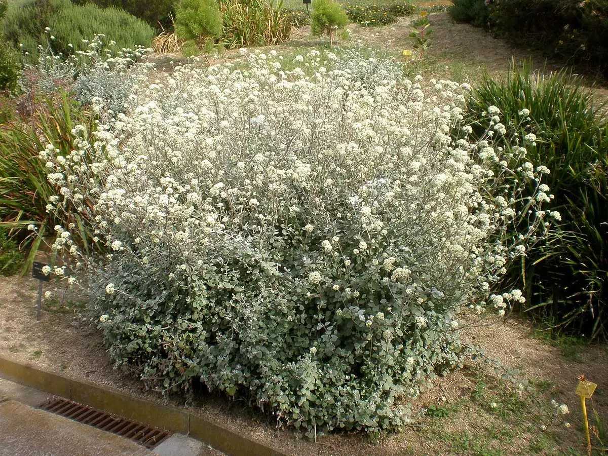 Helichrysum petiolatum - Perennial - Licorice Plant, Silver-bush ...