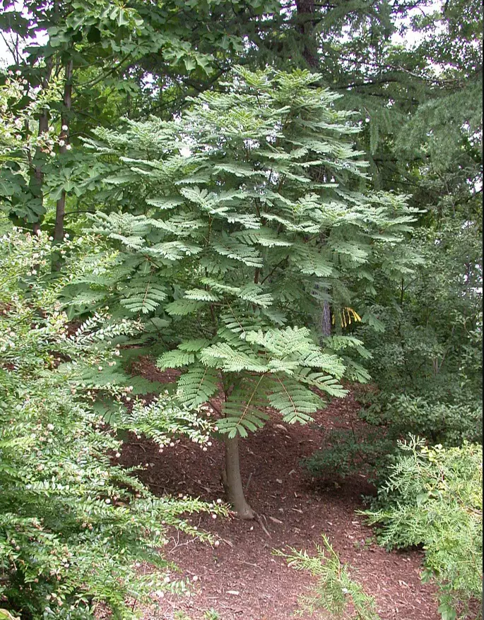 Gymnocladus chinensis - Deciduous - Chinese Coffee Tree, Coffee Tree ...