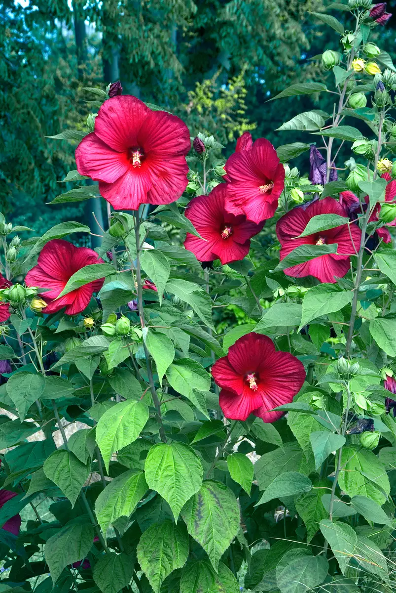 Hibiscus moscheutos var. Palustris - Herbaceous Plants,Perennial ...