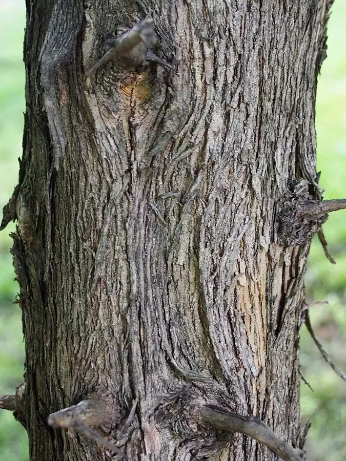 Maclura tricuspidata - Common Bonsai,Edible Fruit/Nuts,Fruits,Medicinal ...