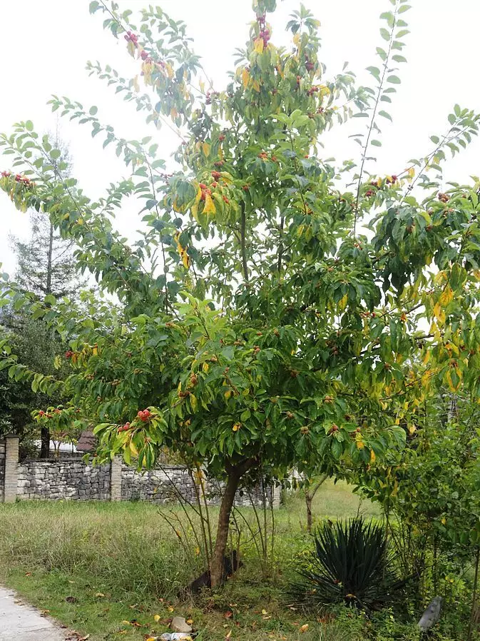 Maclura tricuspidata - Common Bonsai,Edible Fruit/Nuts,Fruits,Medicinal ...