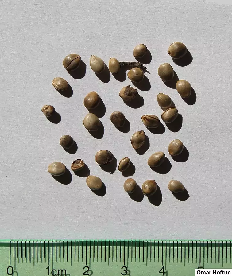 Maclura tricuspidata - Common Bonsai,Edible Fruit/Nuts,Fruits,Medicinal ...