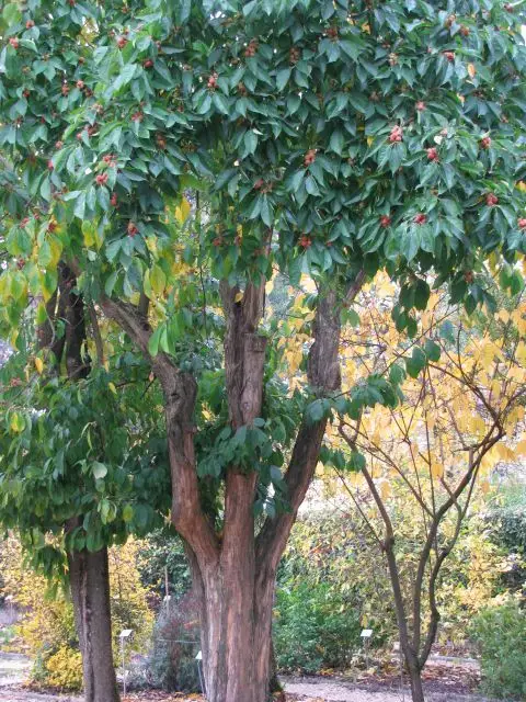 Maclura tricuspidata - Common Bonsai,Edible Fruit/Nuts,Fruits,Medicinal ...