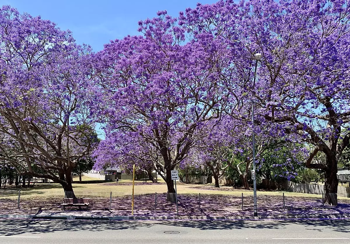 Jacaranda mimosifolia - Common Bonsai,Deciduous,Flowering Tree ...