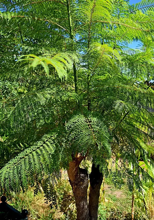 Jacaranda mimosifolia - Common Bonsai,Deciduous,Flowering Tree ...