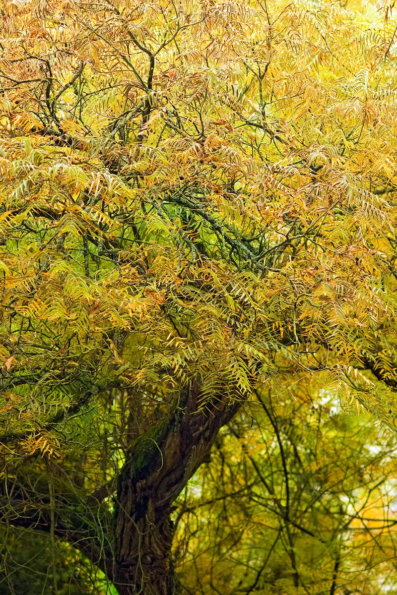Juglans microcarpa - Edible Fruit/Nuts,Fruits - Little Walnut