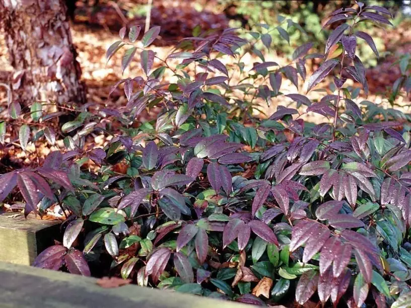 Leucothoe fontanesiana - Shrub - Dog Hobble, Mountain Doghobble
