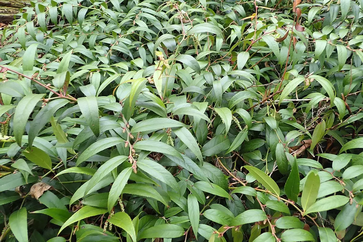Leucothoe fontanesiana - Shrub - Dog Hobble, Mountain Doghobble