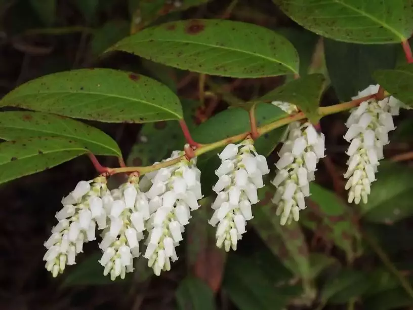 Leucothoe fontanesiana - Shrub - Dog Hobble, Mountain Doghobble
