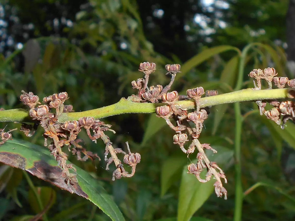 Leucothoe fontanesiana - Shrub - Dog Hobble, Mountain Doghobble