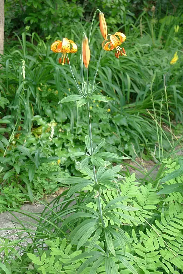 Lilium superbum - Herbaceous Plants,Perennial,Wildflowers - American ...