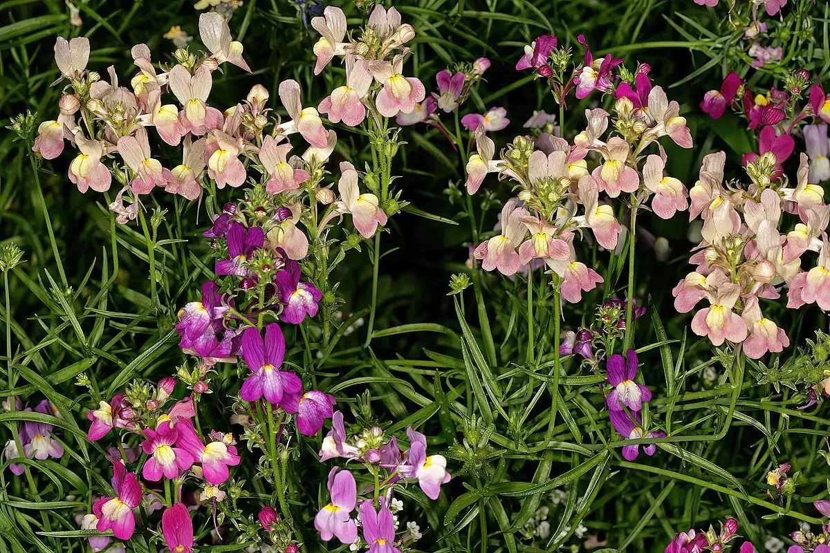 Linaria maroccana 'Northern Lights' - Herbaceous Plants,Perennial ...