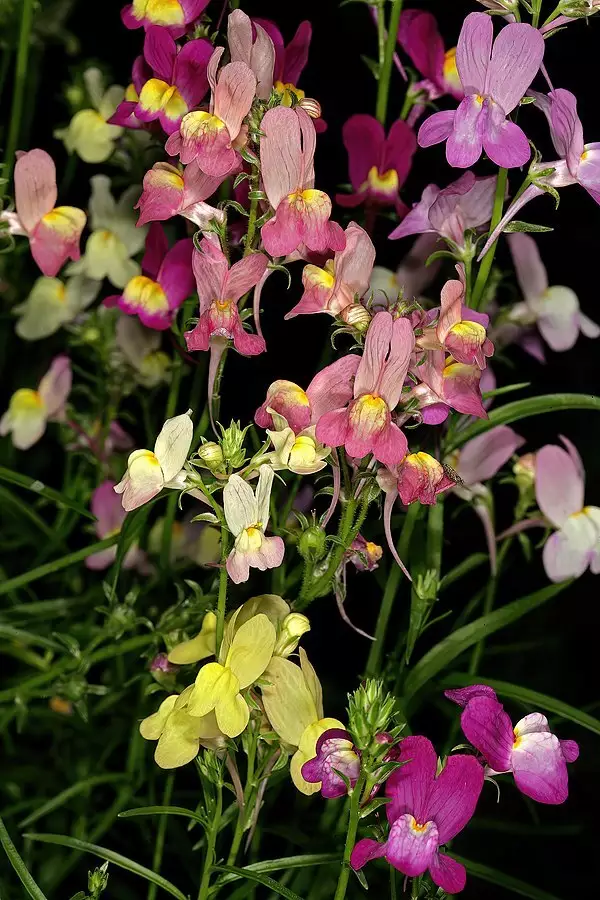 Linaria maroccana 'Northern Lights' - Herbaceous Plants,Perennial ...