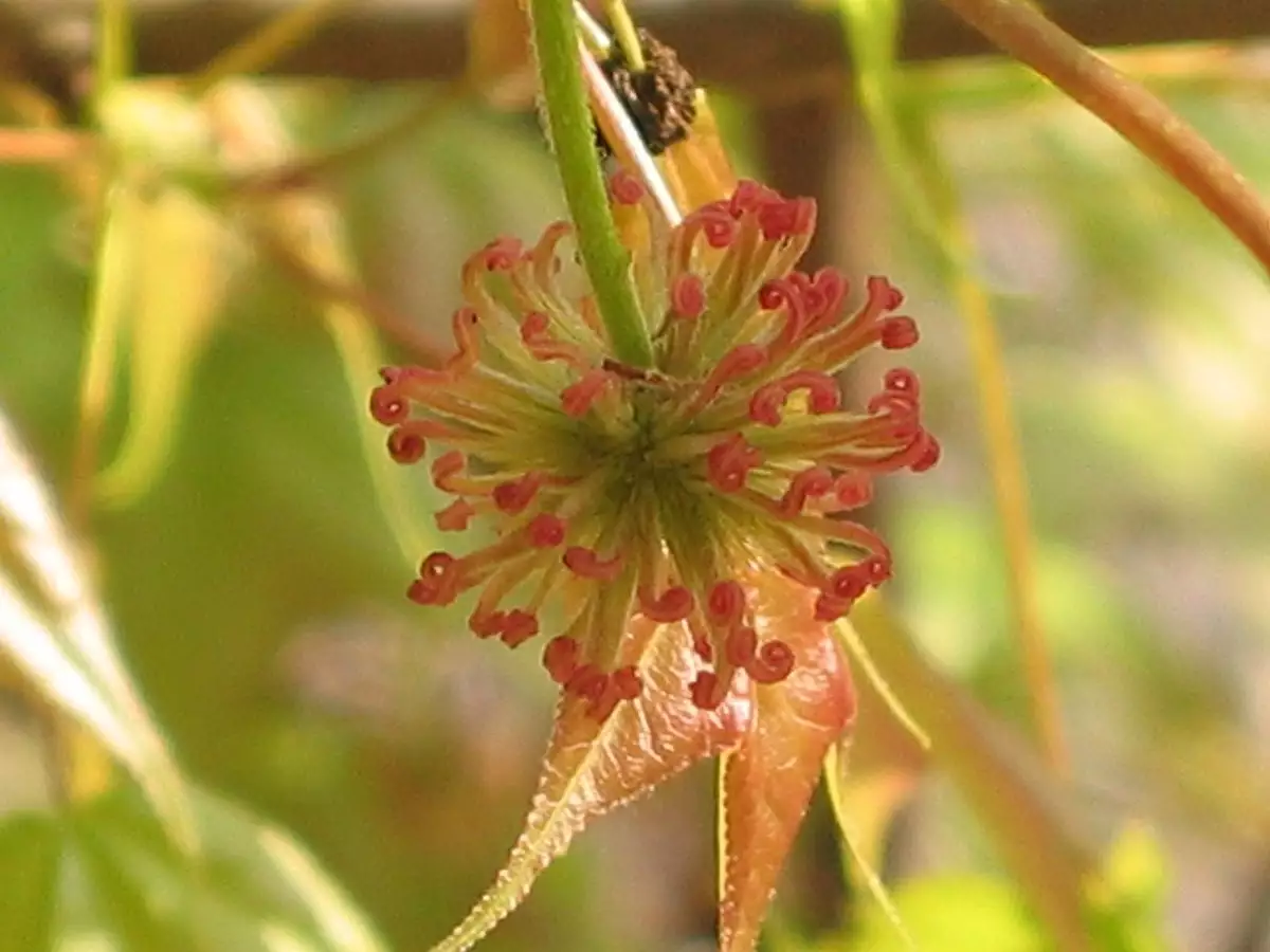 Liquidambar formosana - Deciduous,Medicinal Herbs - Chinese Sweet Gum ...