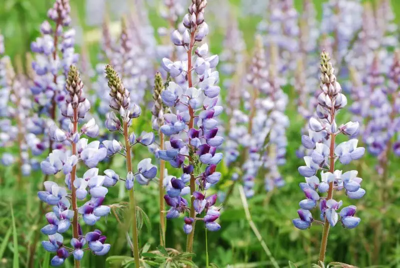 Lupinus perennis - Herbaceous Plants,Perennial,Wildflowers - Sundial ...