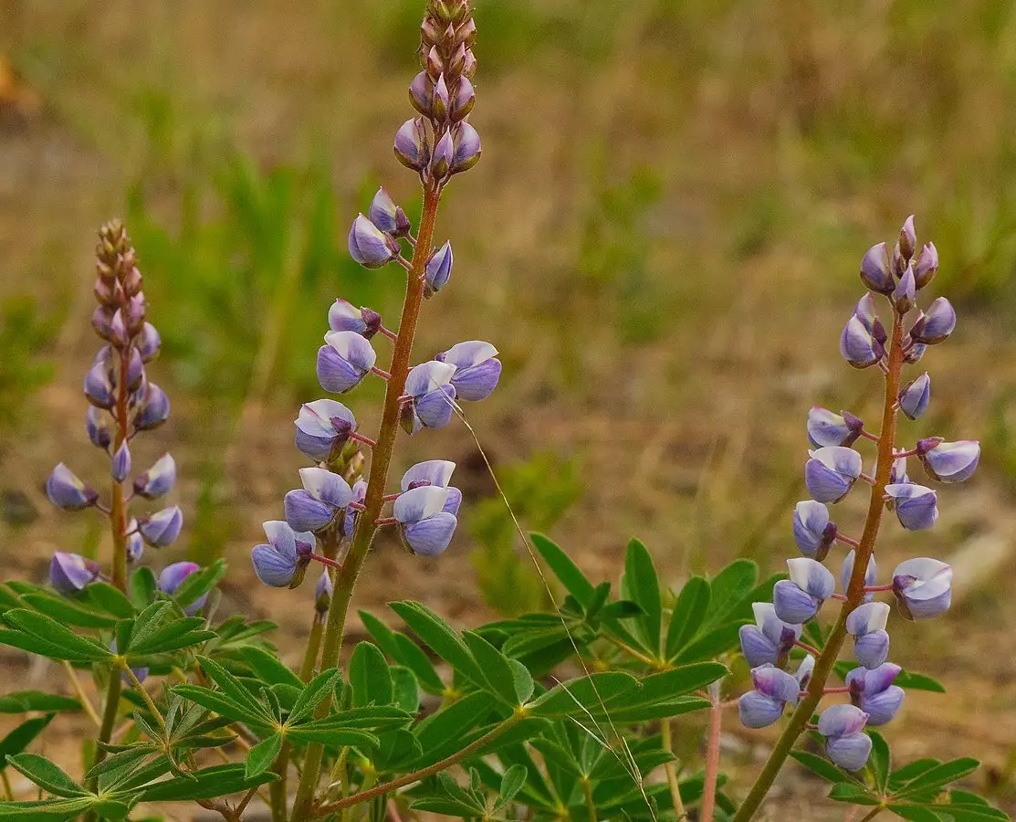 Lupinus perennis - Herbaceous Plants,Perennial,Wildflowers - Sundial ... Lupinus perennis - Herbaceous Plants,Perennial,Wildflowers - Sundial ...