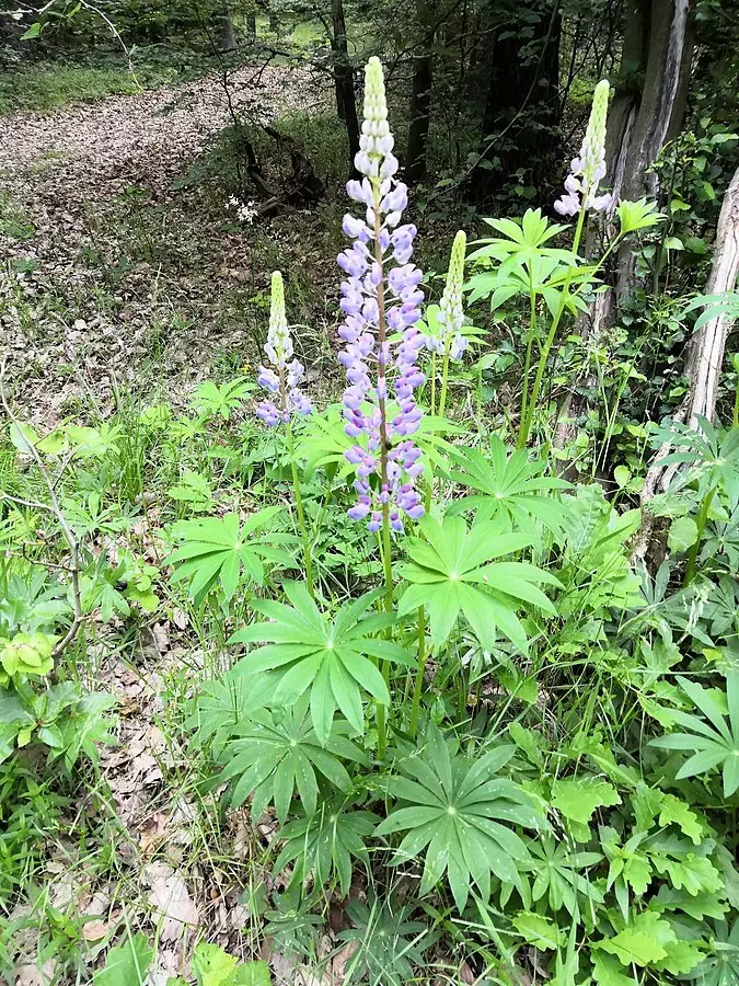 Lupinus polyphyllus - Herbaceous Plants,Perennial,Wildflowers - Big ...