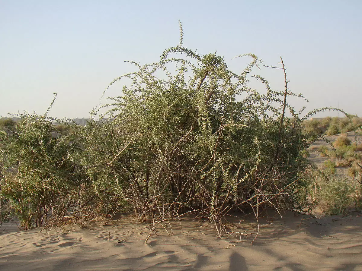 Lycium ruthenicum - Medicinal Herbs,Shrub,Web page Navigation - Black ...