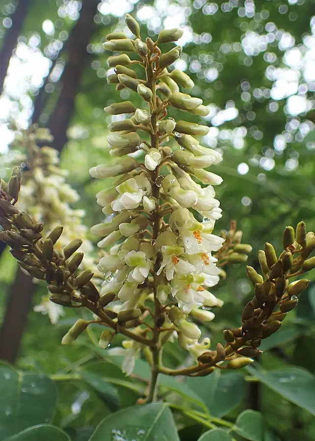 Maackia hupehensis - Flowering Tree - Chinese Maackia