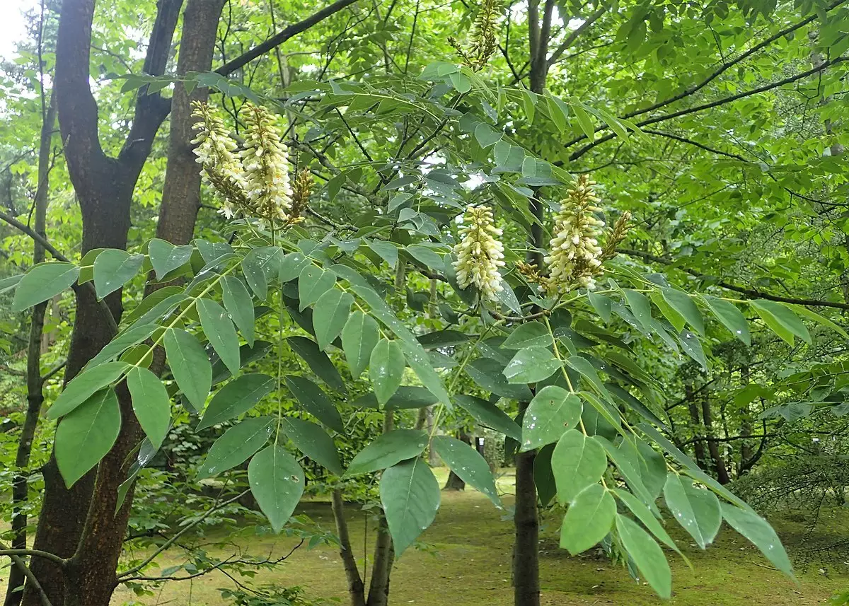 Maackia hupehensis - Flowering Tree - Chinese Maackia
