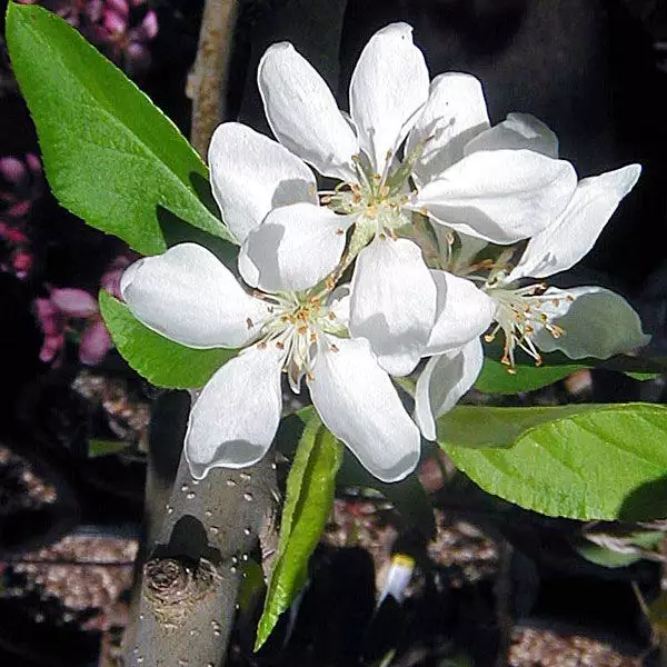 Malus sp 'Dolgo' - Common Bonsai,Flowering Tree - Dolgo Crabapple