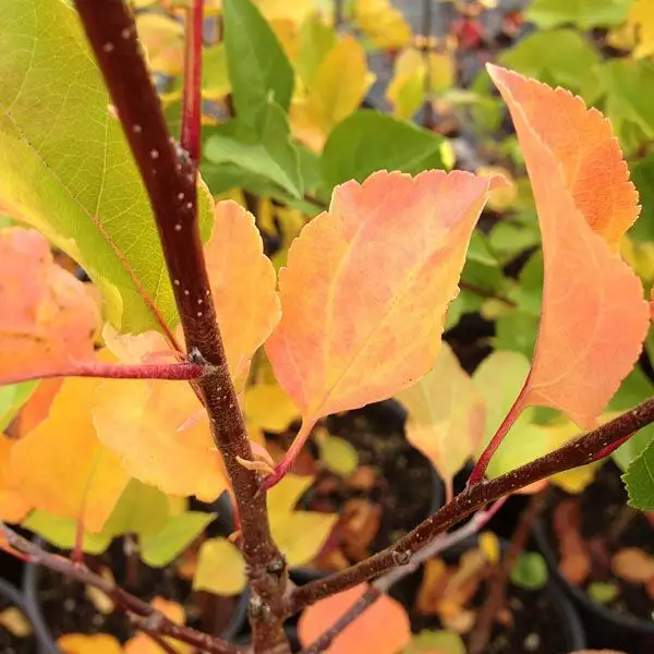 Malus sp 'Dolgo' - Common Bonsai,Flowering Tree - Dolgo Crabapple