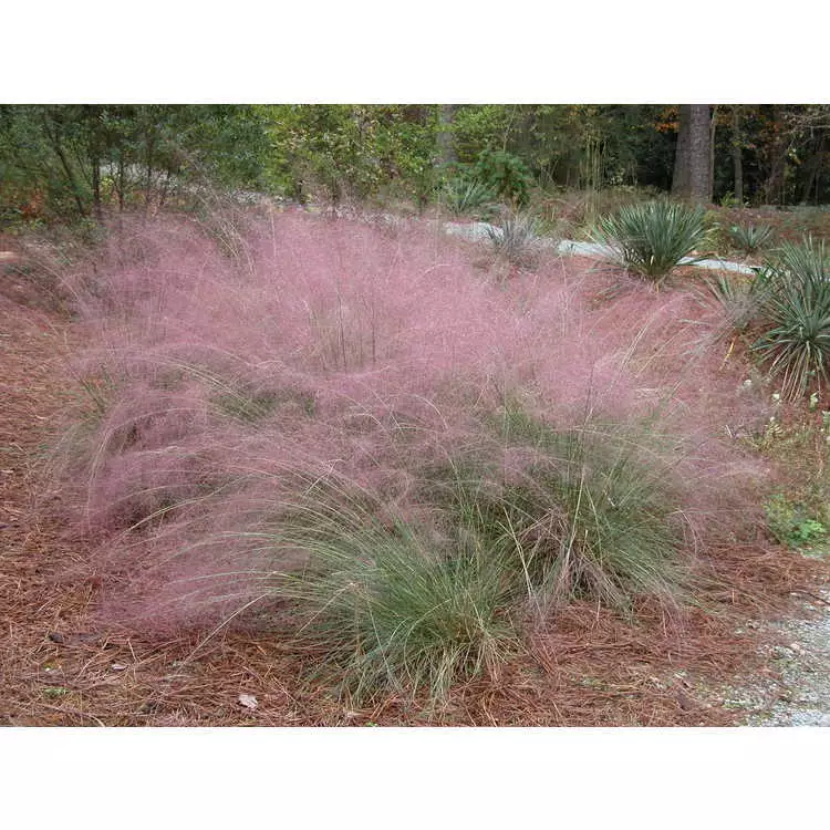 Muhlenbergia capillaris - Web page Navigation - Pink Muhlygrass, Gulf ...