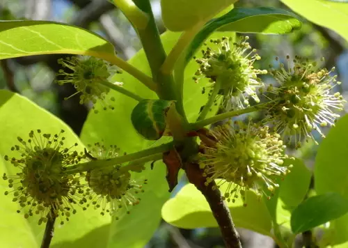 Nyssa ogeche - Deciduous - Bee Tupelo, Ogeechee Lime, Ogeechee Tupelo ...