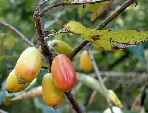 Nyssa ogeche - Deciduous - Bee Tupelo, Ogeechee Lime, Ogeechee Tupelo ...