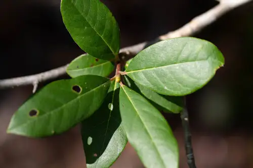 Nyssa sylvatica var. biflora - Deciduous - Swamp Blackgum, Swamp Tupelo