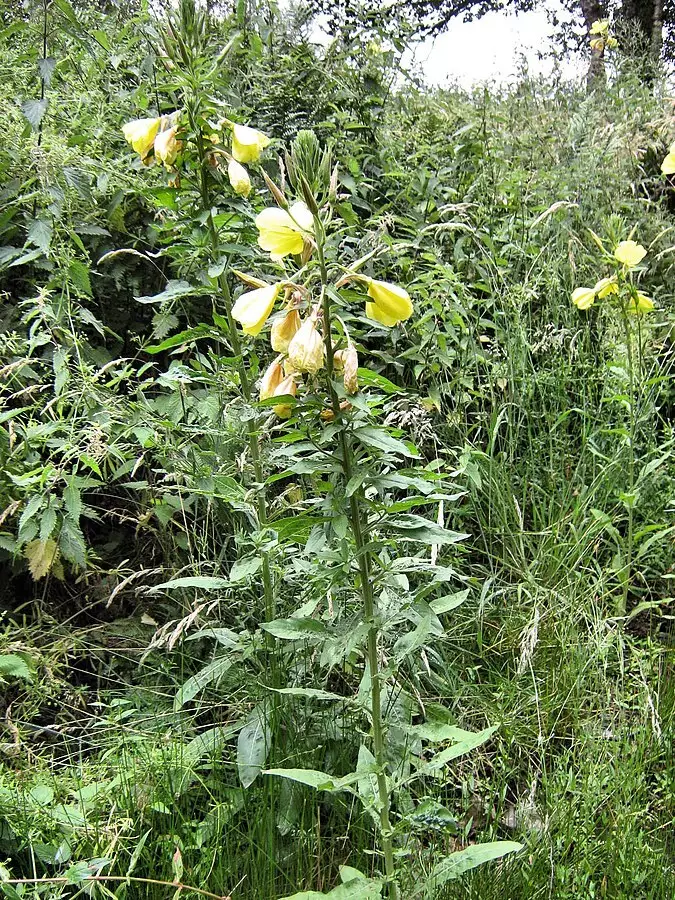Oenothera lamarckiana - Biennial,Herbaceous Plants,Wildflowers ...