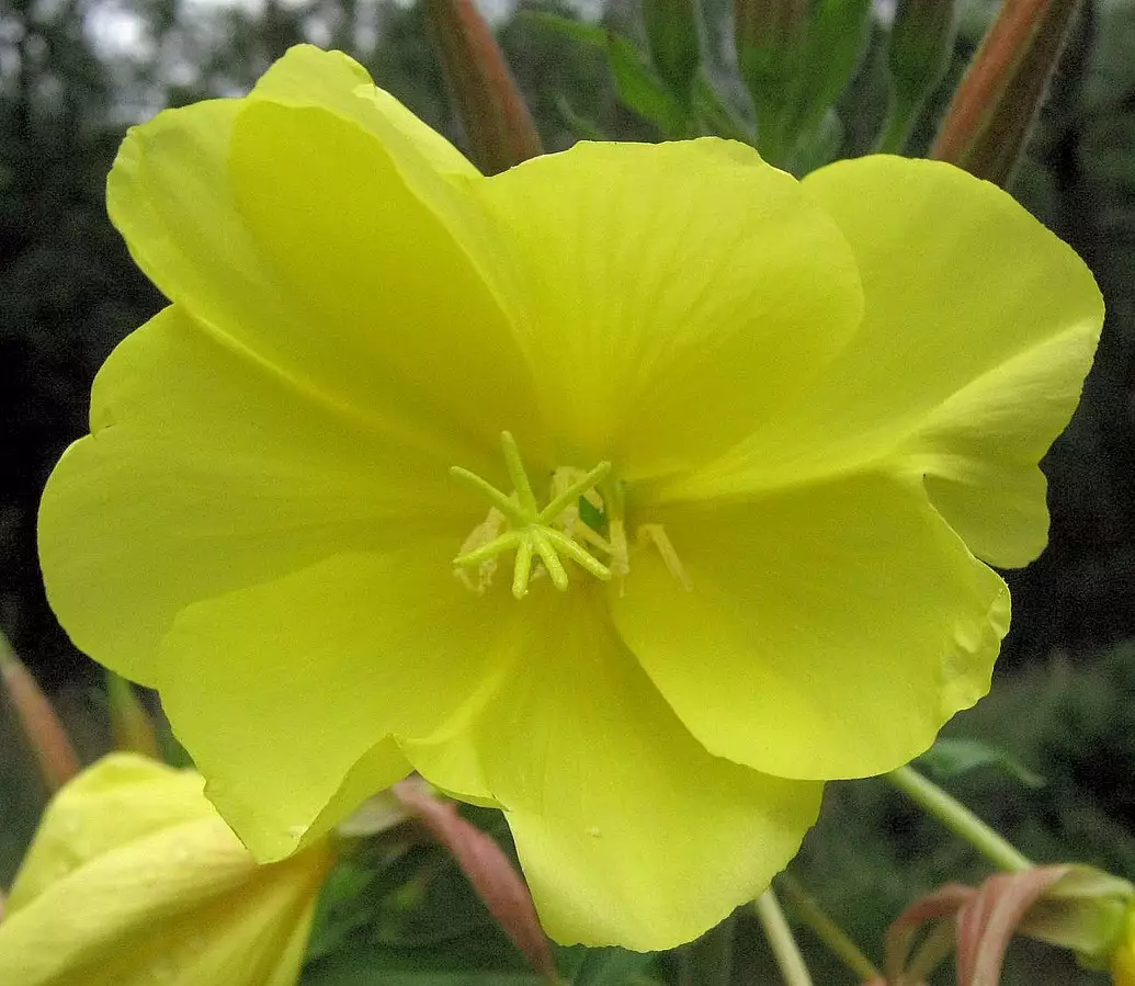 Oenothera lamarckiana - Biennial,Herbaceous Plants,Wildflowers ...