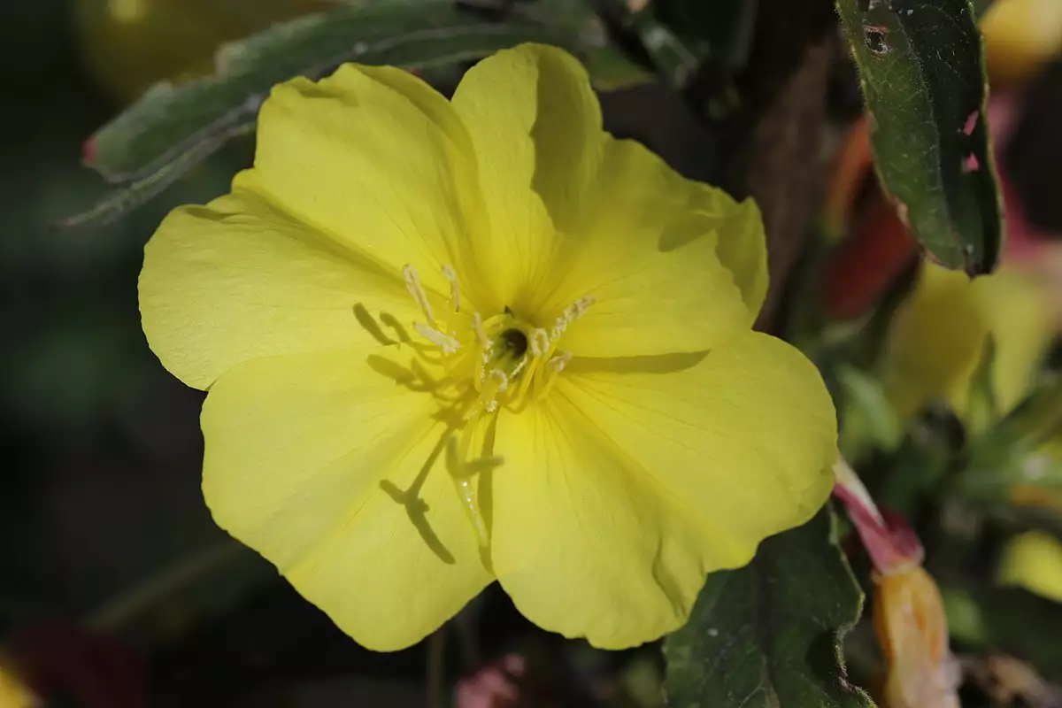 Oenothera lamarckiana - Biennial,Herbaceous Plants,Wildflowers ...